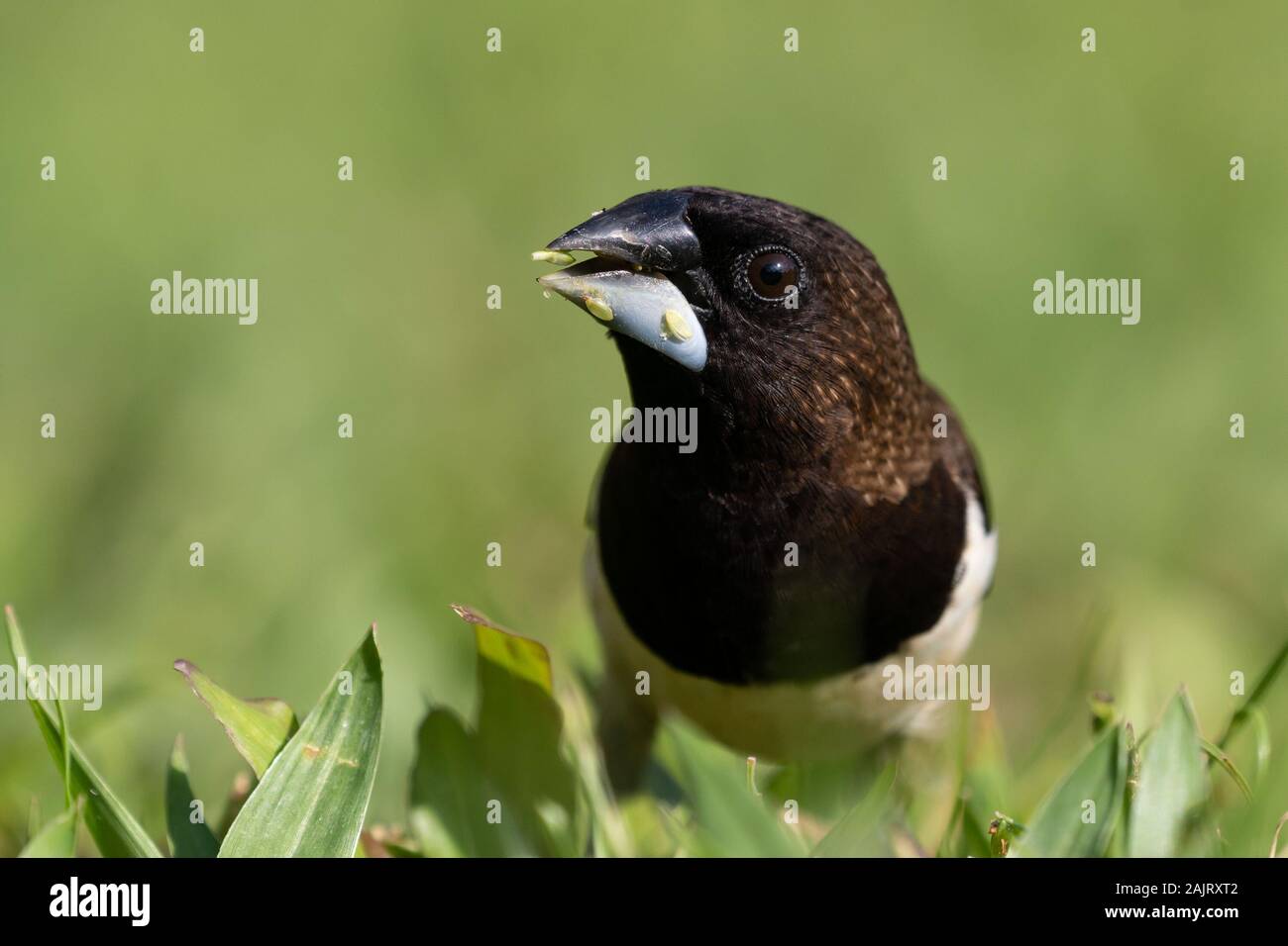 Black mannikin hi-res stock photography and images - Alamy