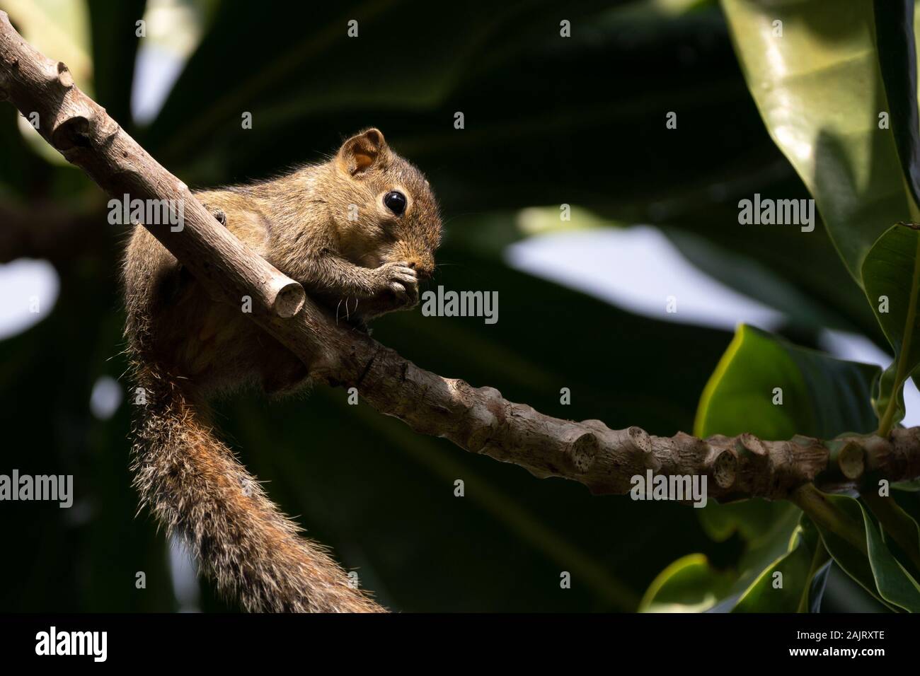 The Indian palm squirrel or three-striped palm squirrel Stock Photo - Alamy