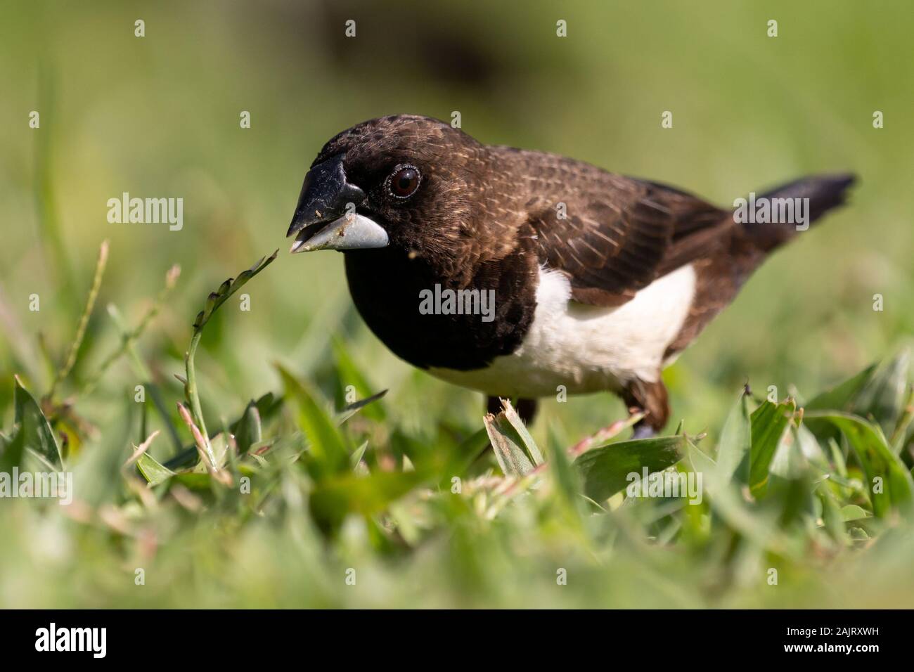 Black and white finch hi-res stock photography and images - Alamy