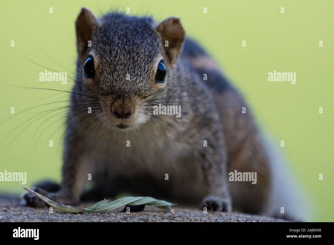 The Indian palm squirrel or three-striped palm squirrel Stock Photo - Alamy