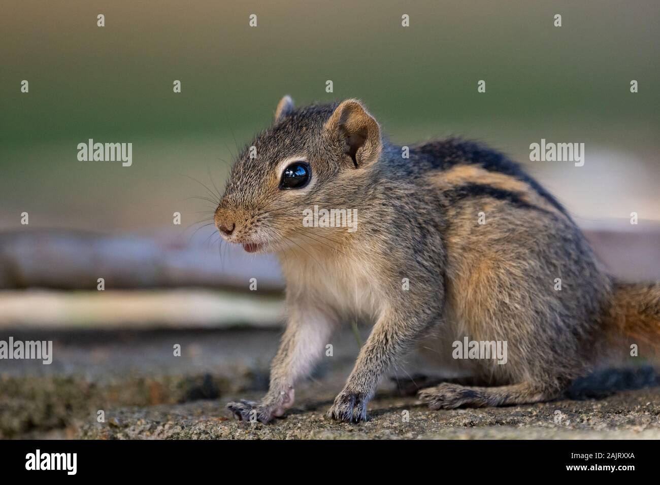 The Indian palm squirrel or three-striped palm squirrel Stock Photo - Alamy