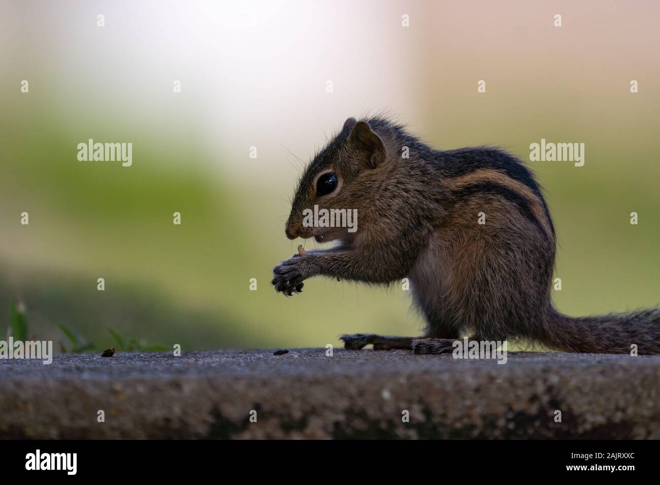 The Indian palm squirrel or three-striped palm squirrel Stock Photo - Alamy