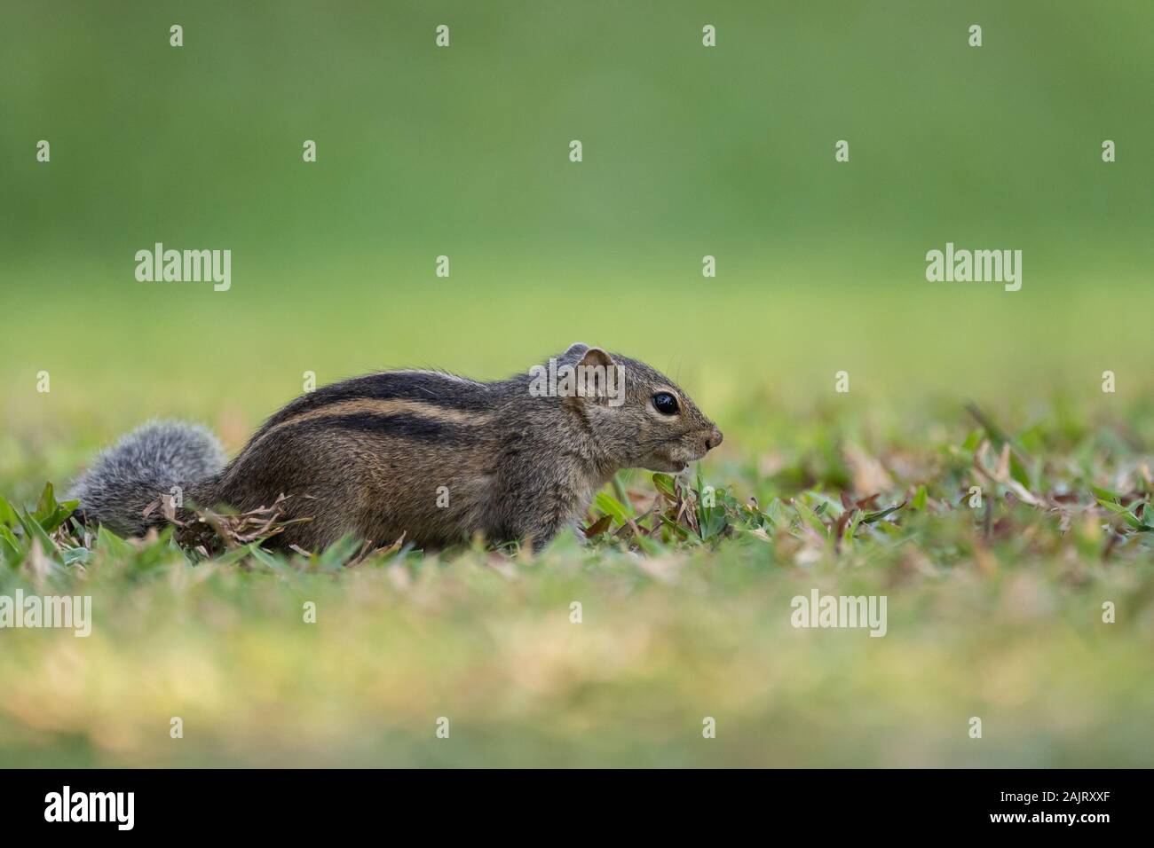 The Indian palm squirrel or three-striped palm squirrel Stock Photo - Alamy