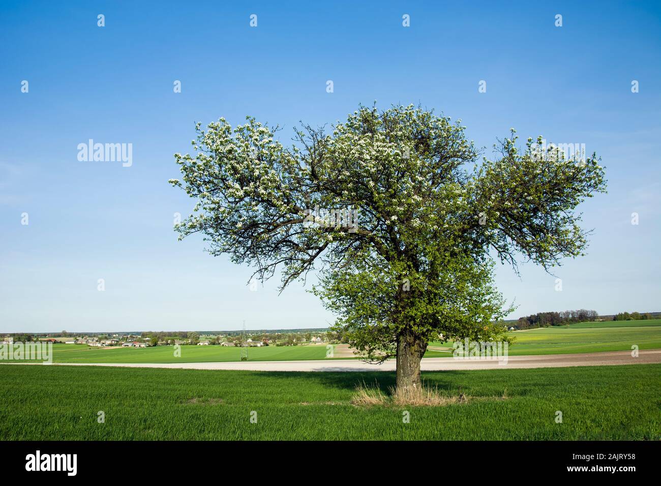 Meadow and blossom hi-res stock photography and images - Alamy
