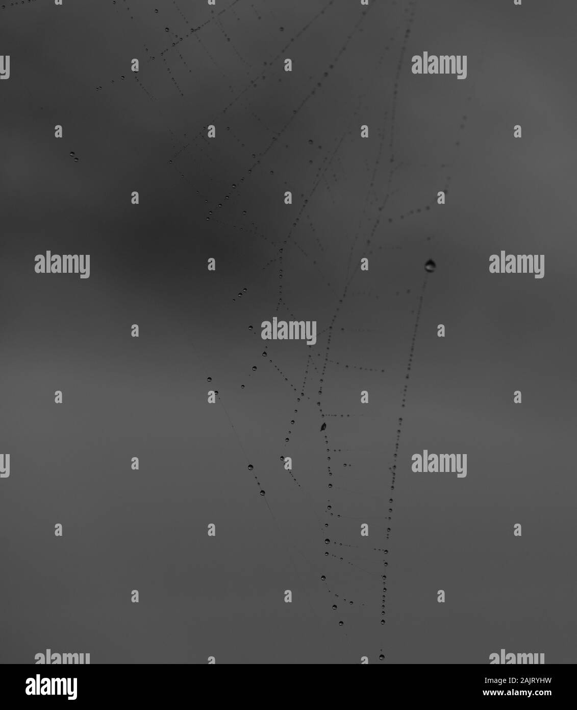 Dust spider Black and White Stock Photos & Images - Alamy