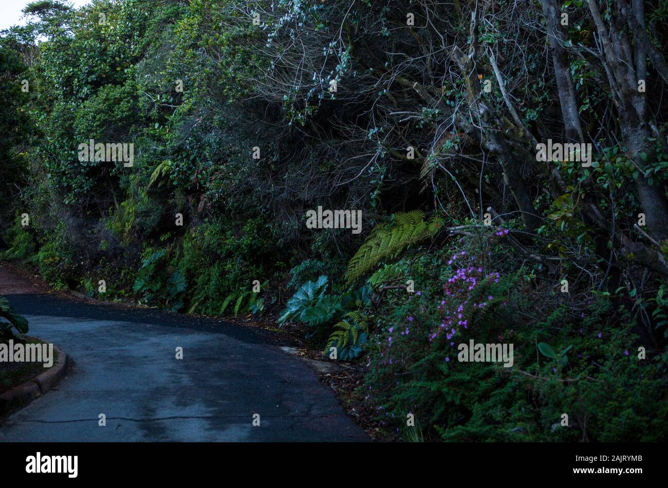 Road to Poas volcano cratert. It is active and has one of the largest ...