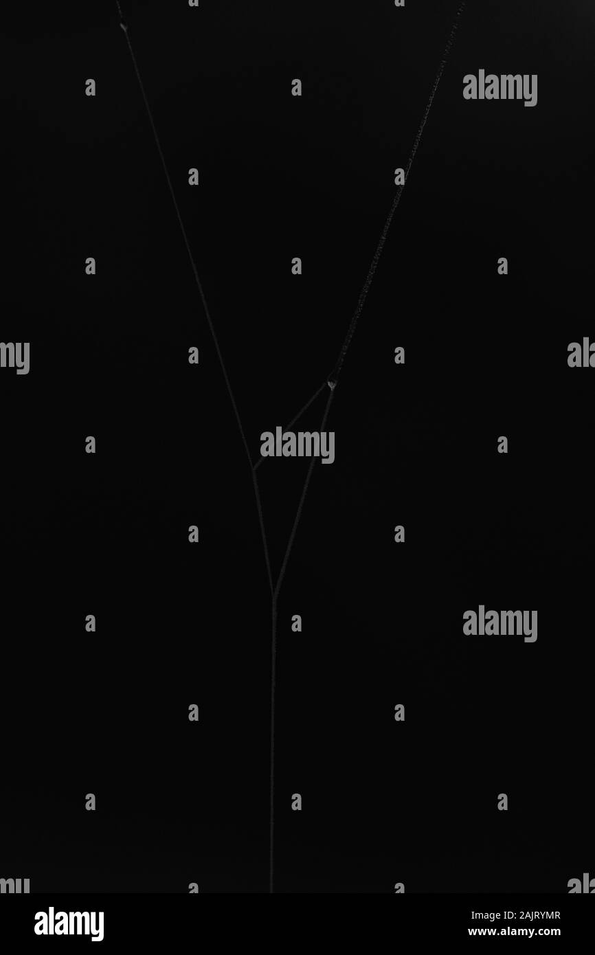 Cobweb spider web dust hi-res stock photography and images - Alamy