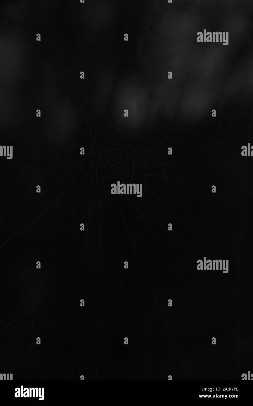 Dust spiders hi-res stock photography and images - Alamy