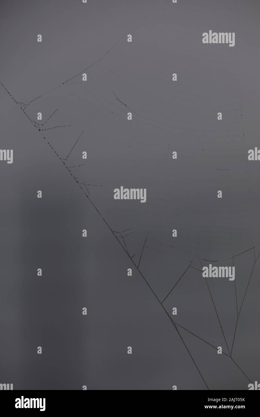 Dust spiders hi-res stock photography and images - Alamy