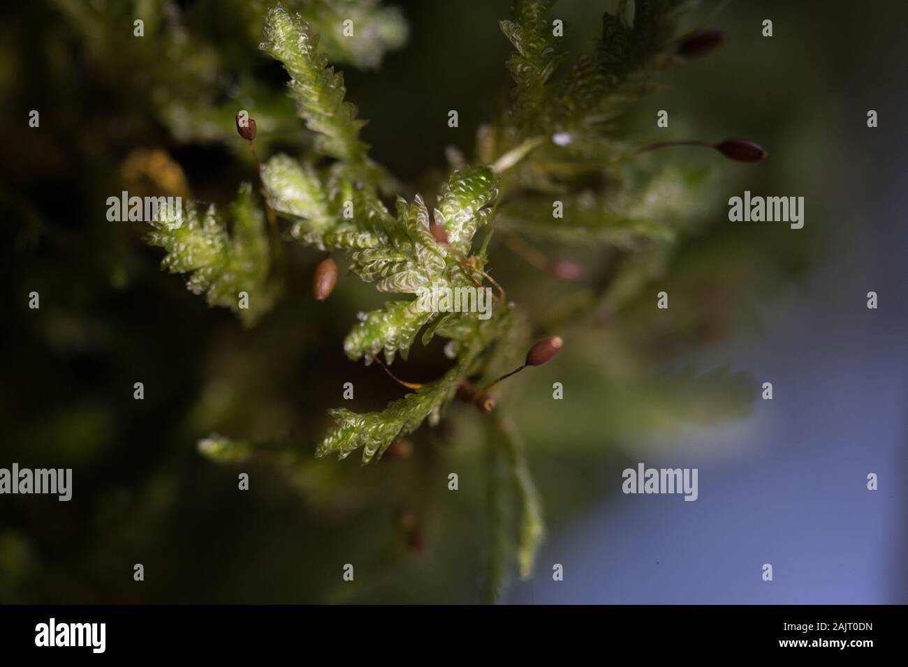 Neckera pumila hi-res stock photography and images - Alamy