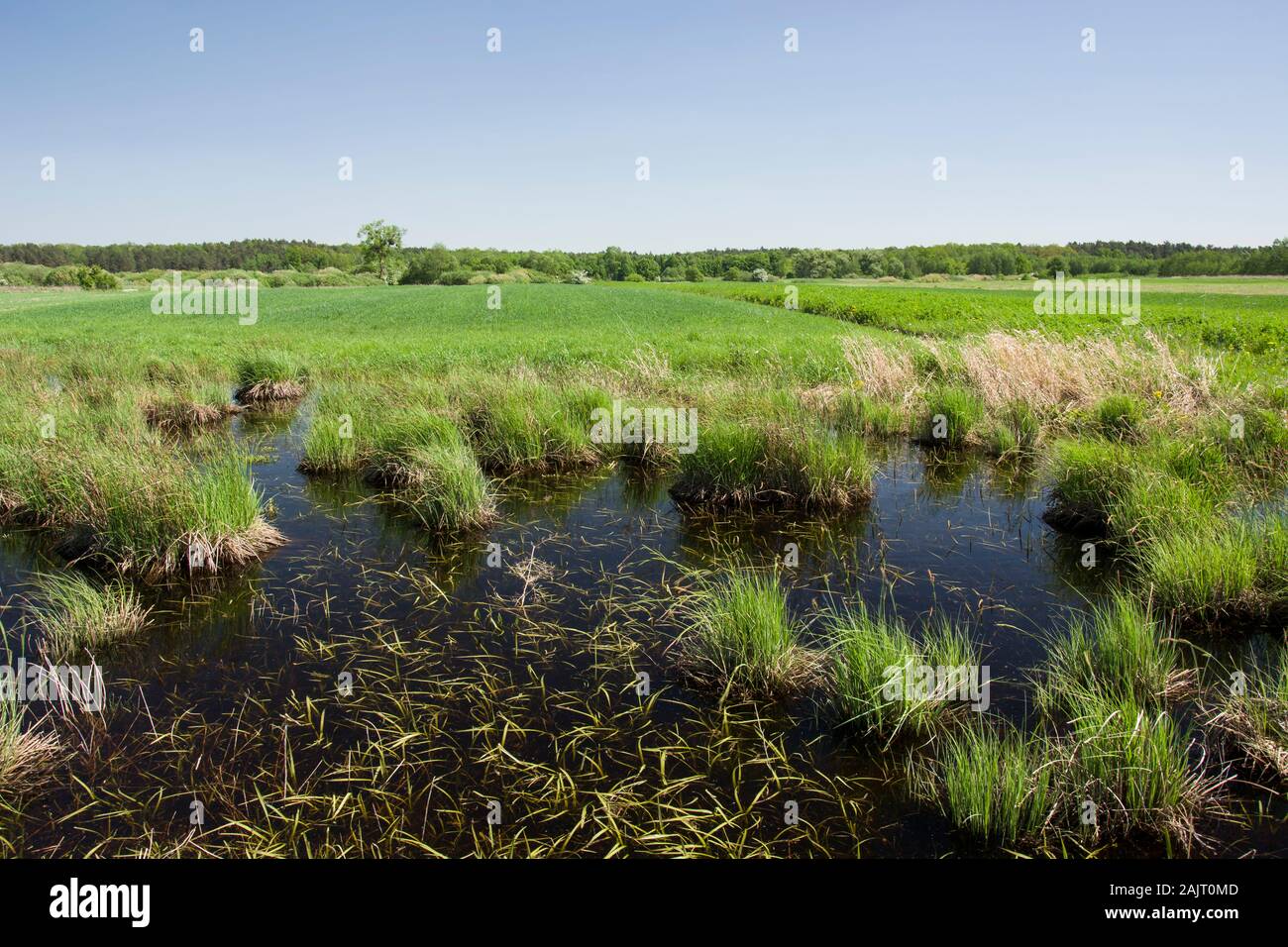 Natural water swampy fields hi-res stock photography and images - Alamy