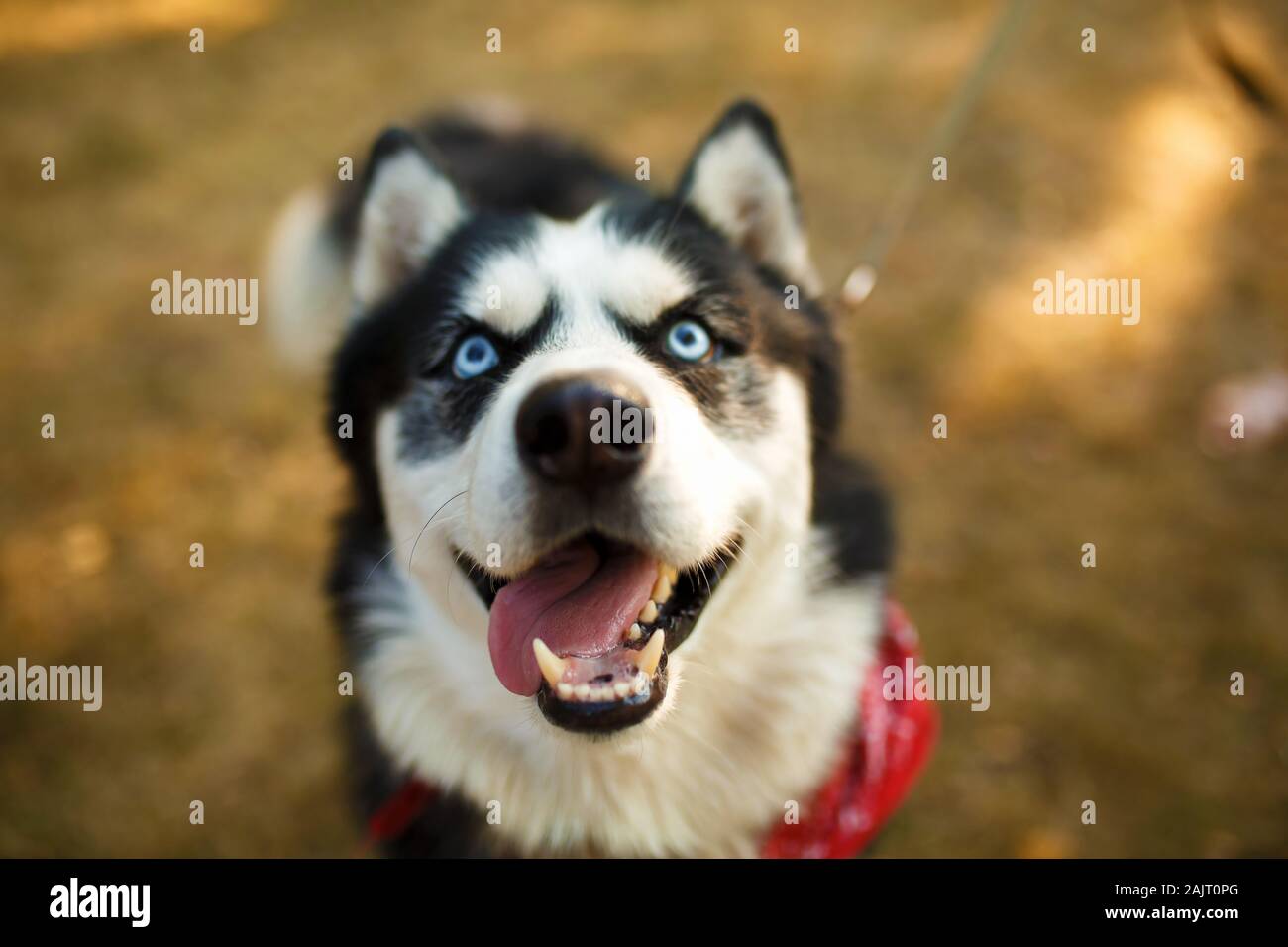 Portrait of gorgeous dog breeds husky in summer day Stock Photo - Alamy