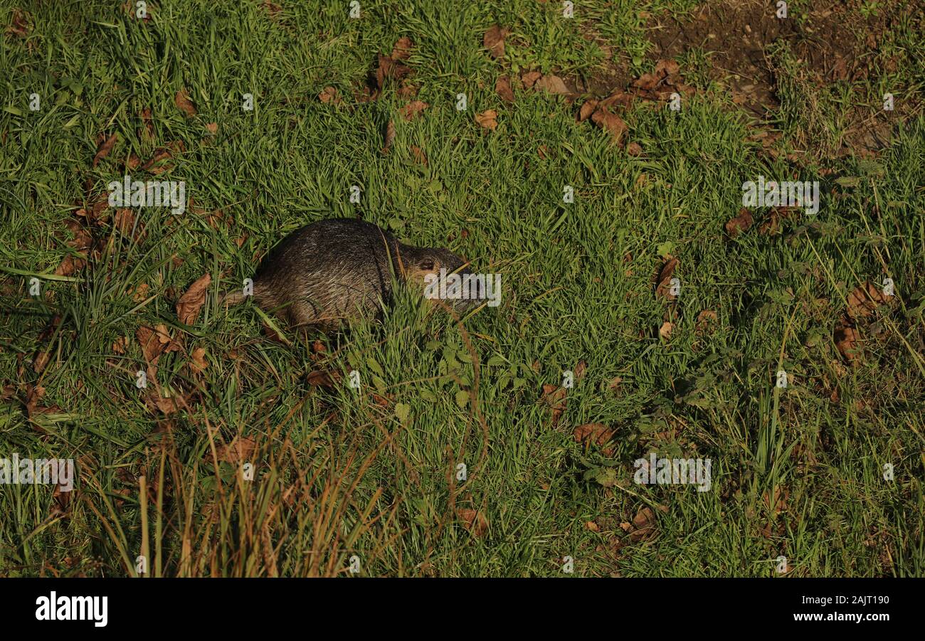 Rodent incisor teeth hi-res stock photography and images - Alamy