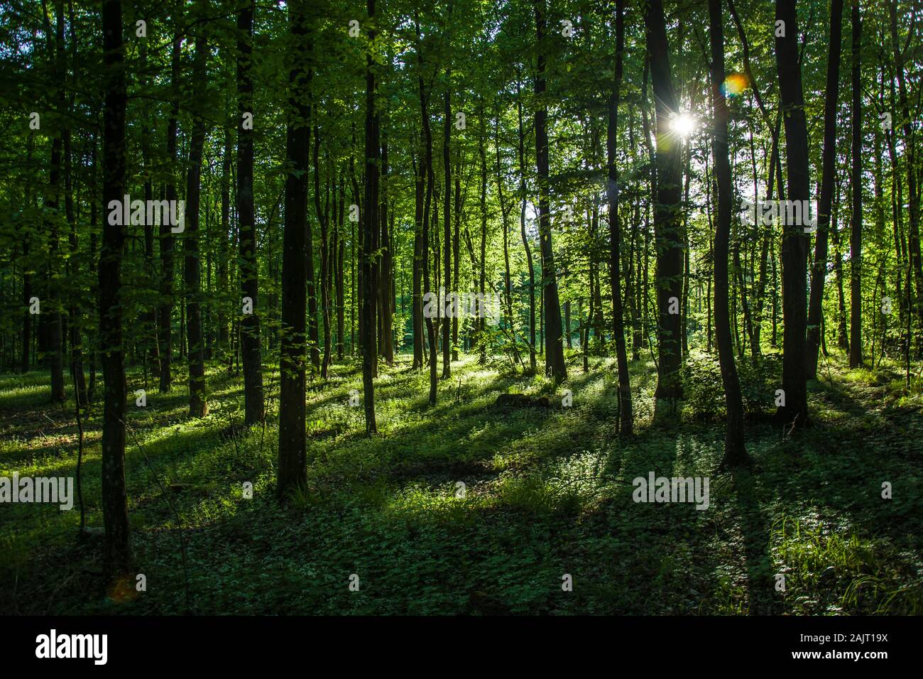The sun in the forest Stock Photo - Alamy