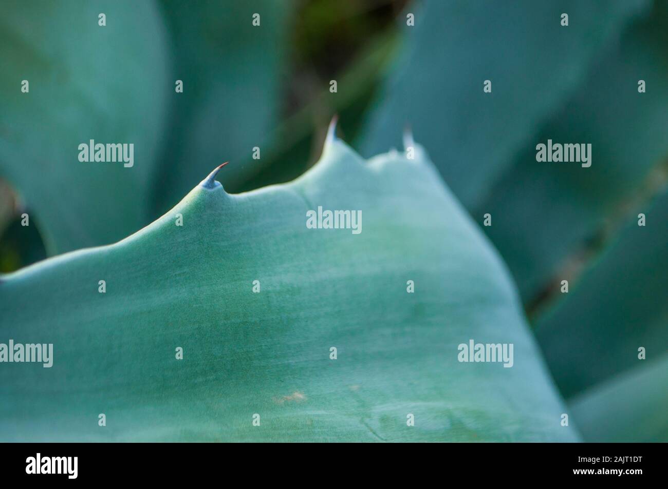 Close up yucca leaves with thorns color. Natural background Stock Photo ...