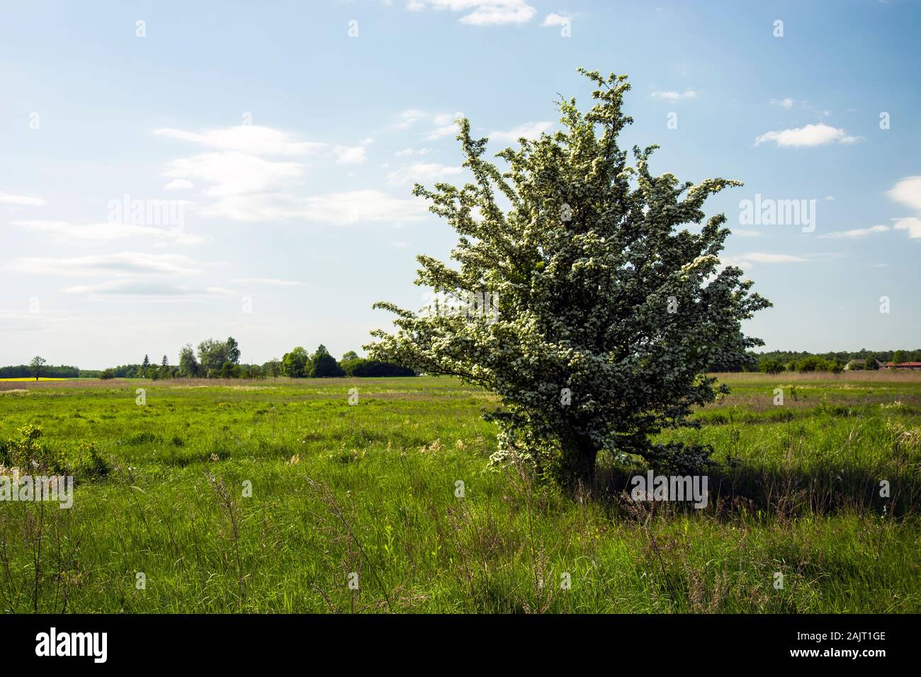 Meadow blooming tree hi-res stock photography and images - Alamy