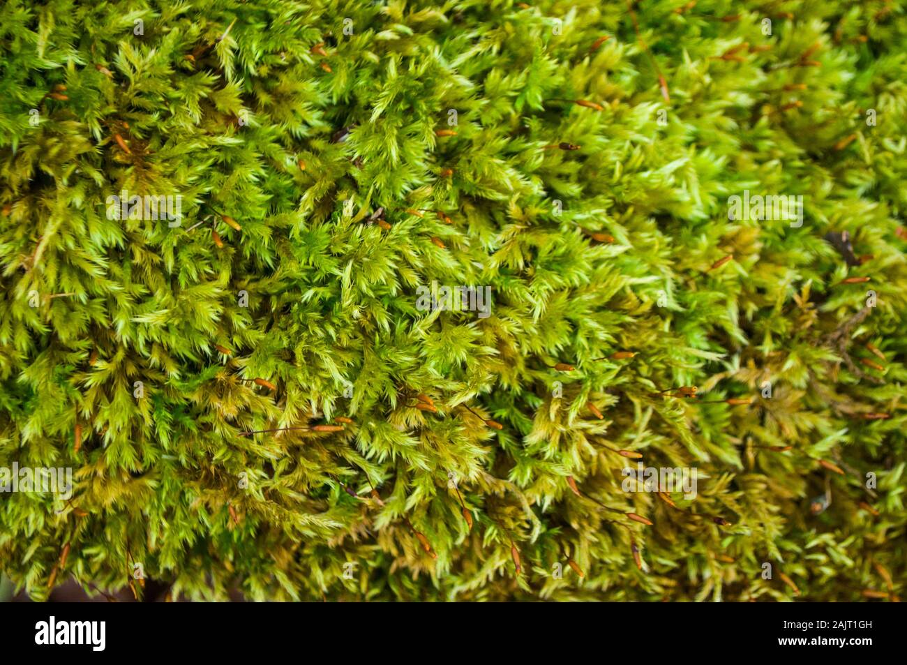 Blurred green mossy background. Natural texture of green moss in the ...