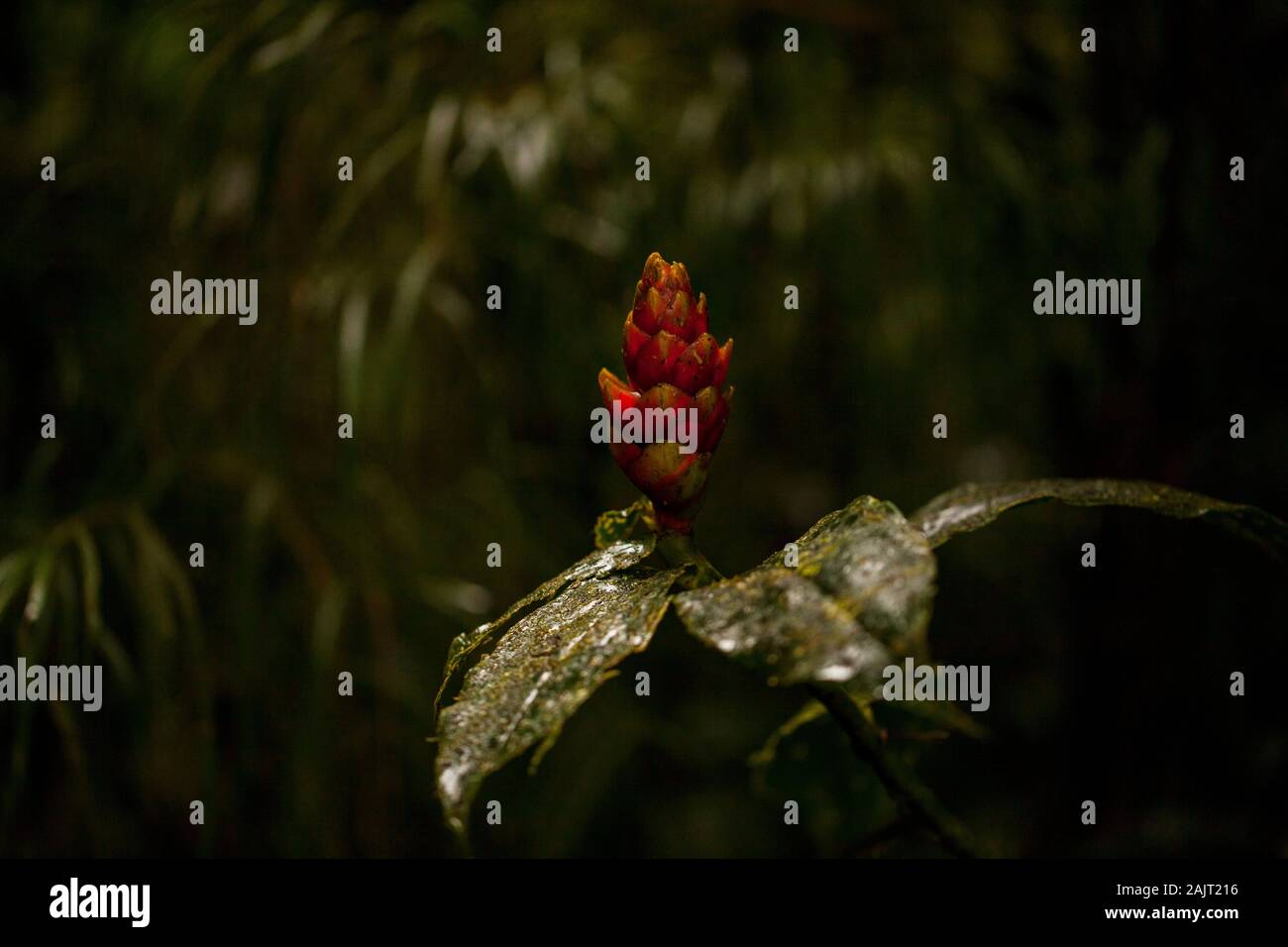 Bunga kantan hi-res stock photography and images - Alamy