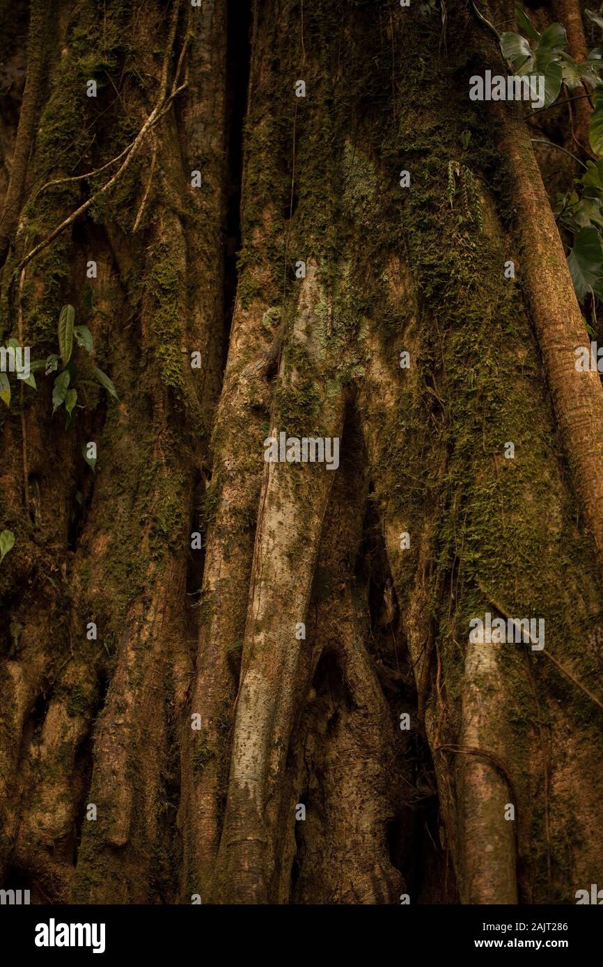 The buttress of this Ficus (Moraceae) tree in Monteverde Cloud Forest ...