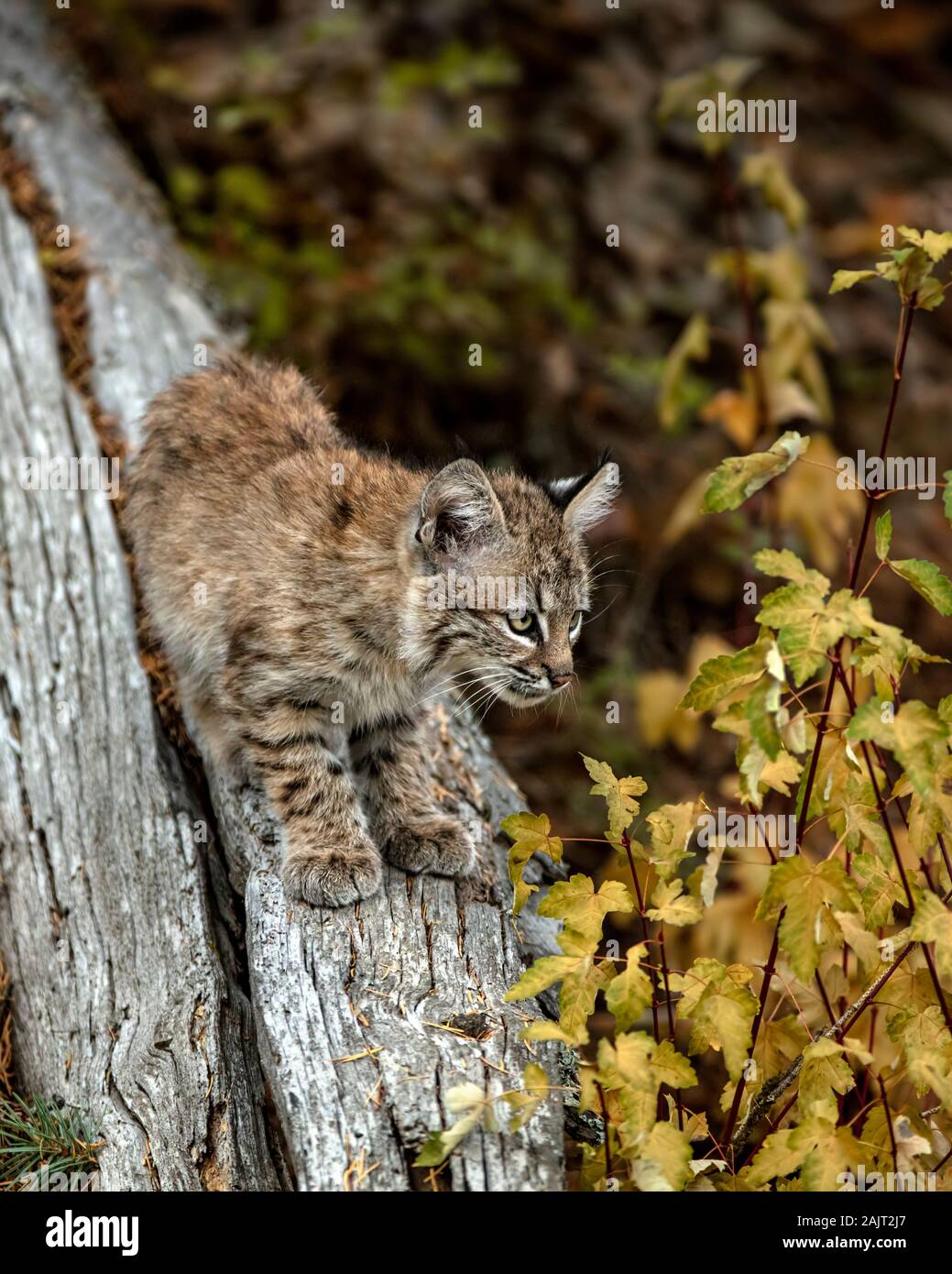 Bobcat kitten hi-res stock photography and images - Alamy
