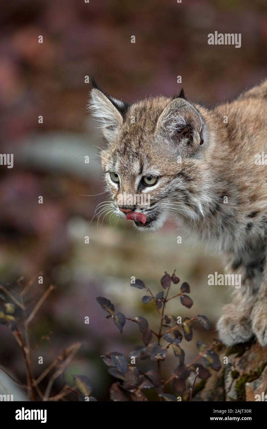 Bobcat north america hi-res stock photography and images - Alamy