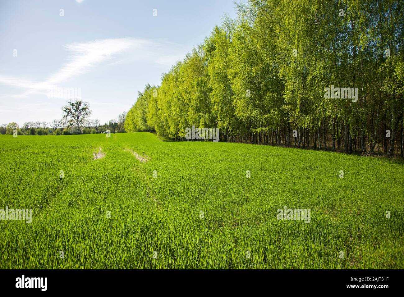Green rural field and forest, sunny day Stock Photo - Alamy