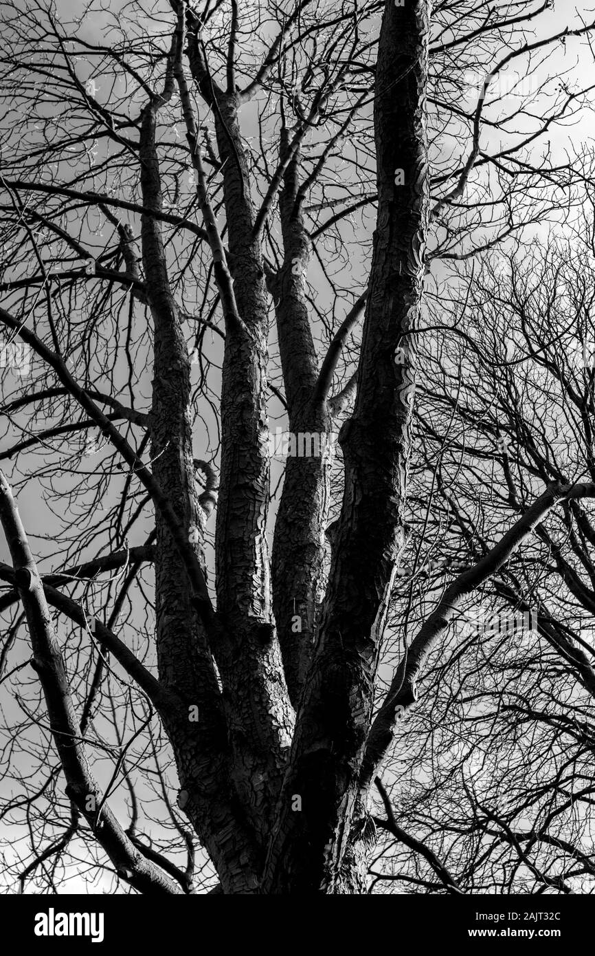 tree trunk without leaves, black and white Stock Photo - Alamy