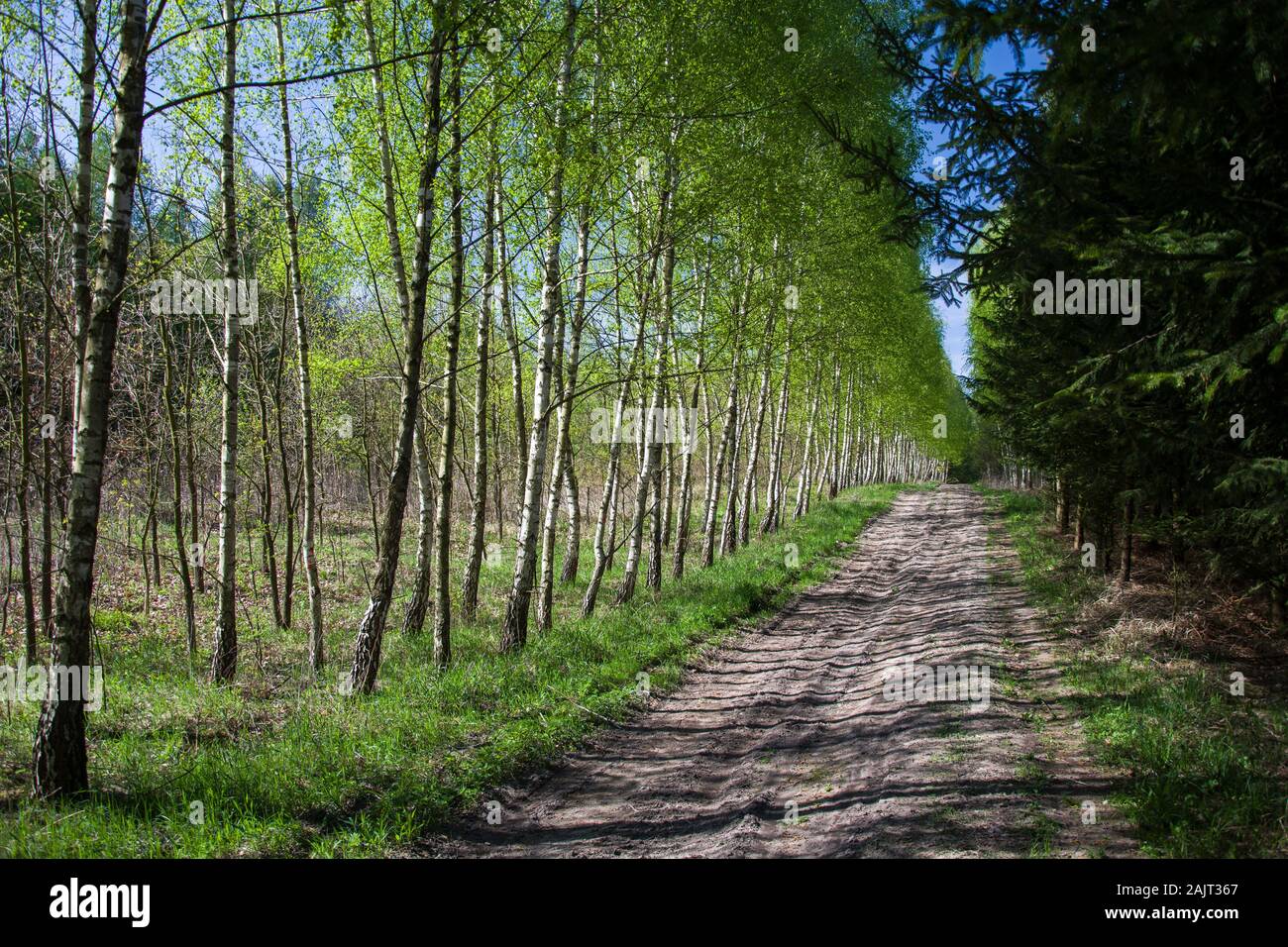 Trees scenery hi-res stock photography and images - Alamy