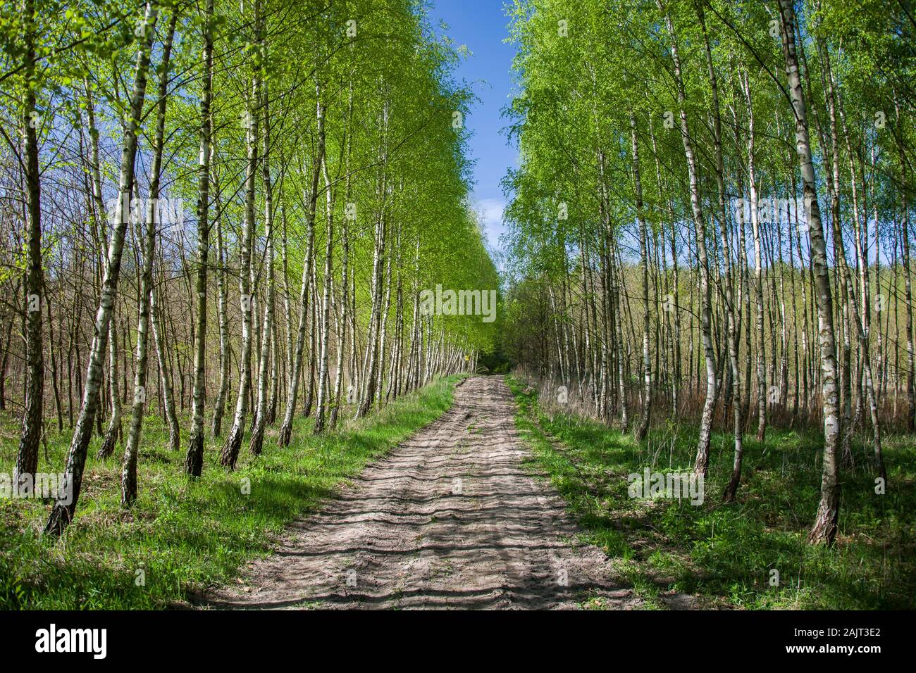 Path With Birch Avenue High Resolution Stock Photography and Images - Alamy