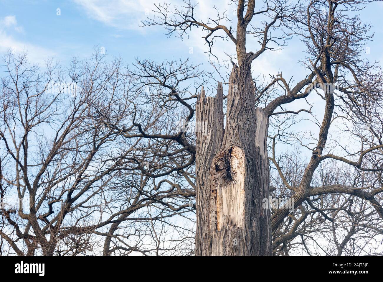 Tall dry tree trunk against bare trees without leaves and blue sky ...
