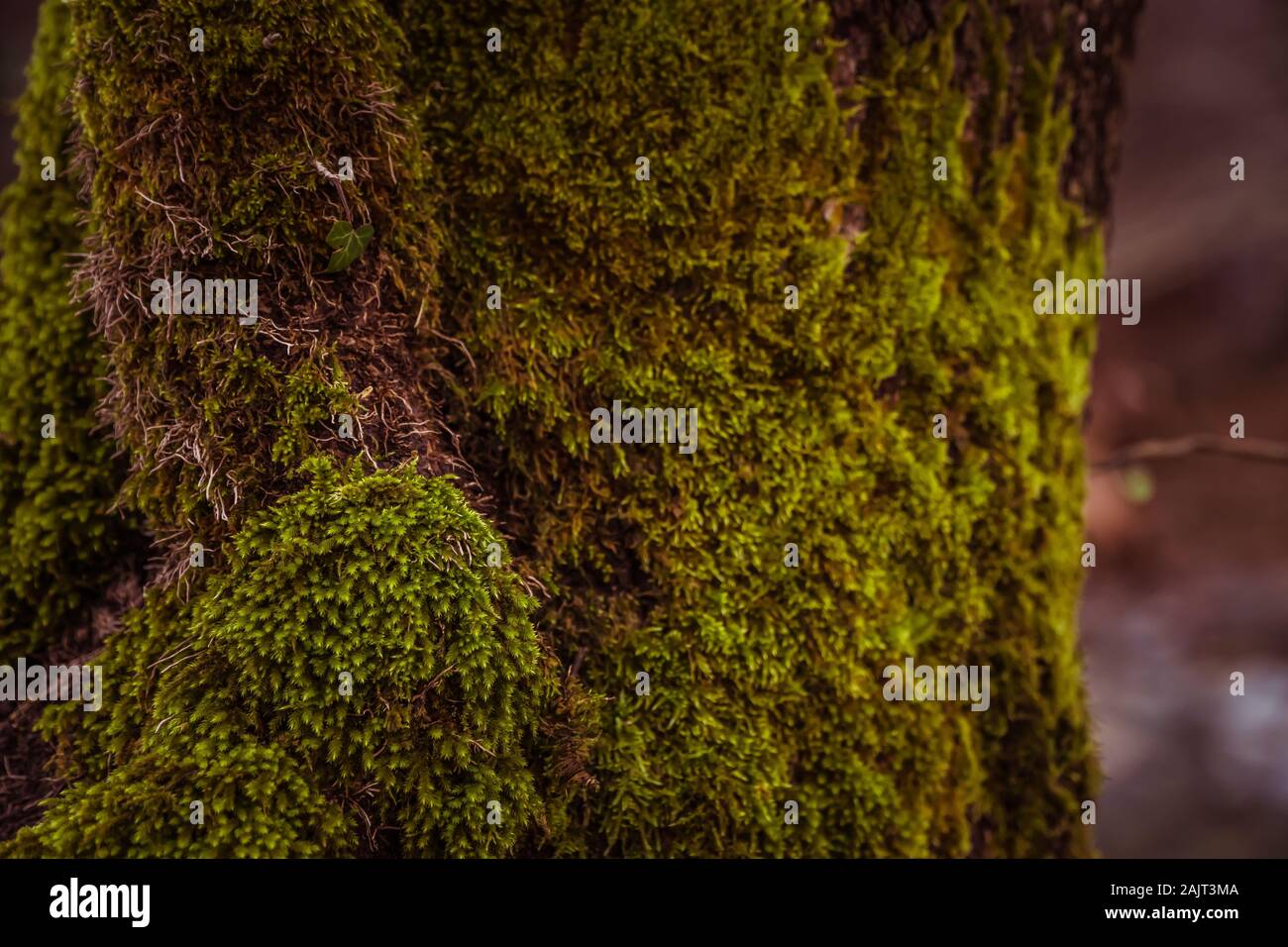 Tree texture close up hi-res stock photography and images - Alamy