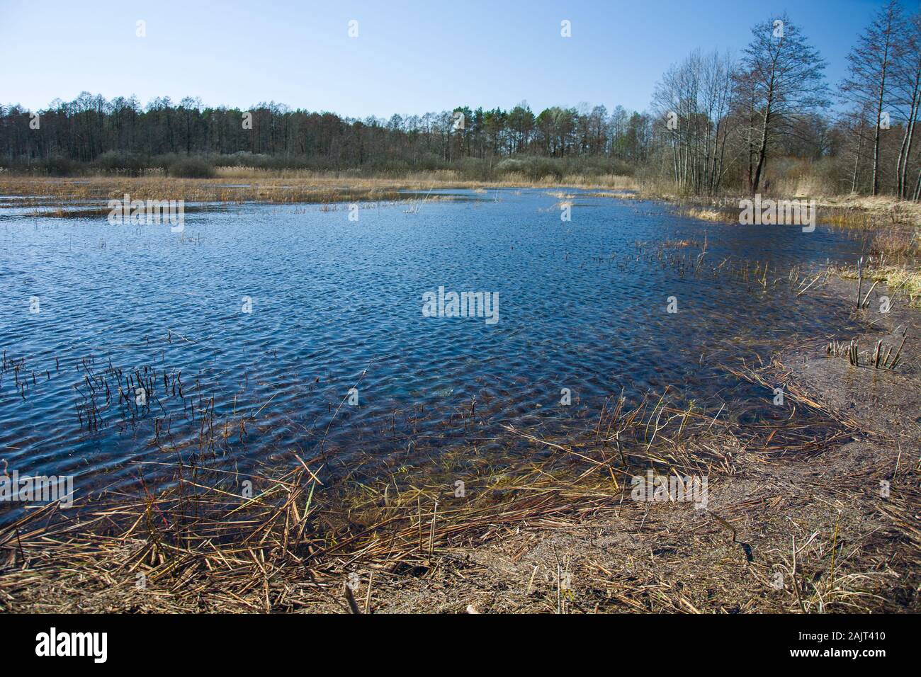 Wet meadow woods hi-res stock photography and images - Alamy