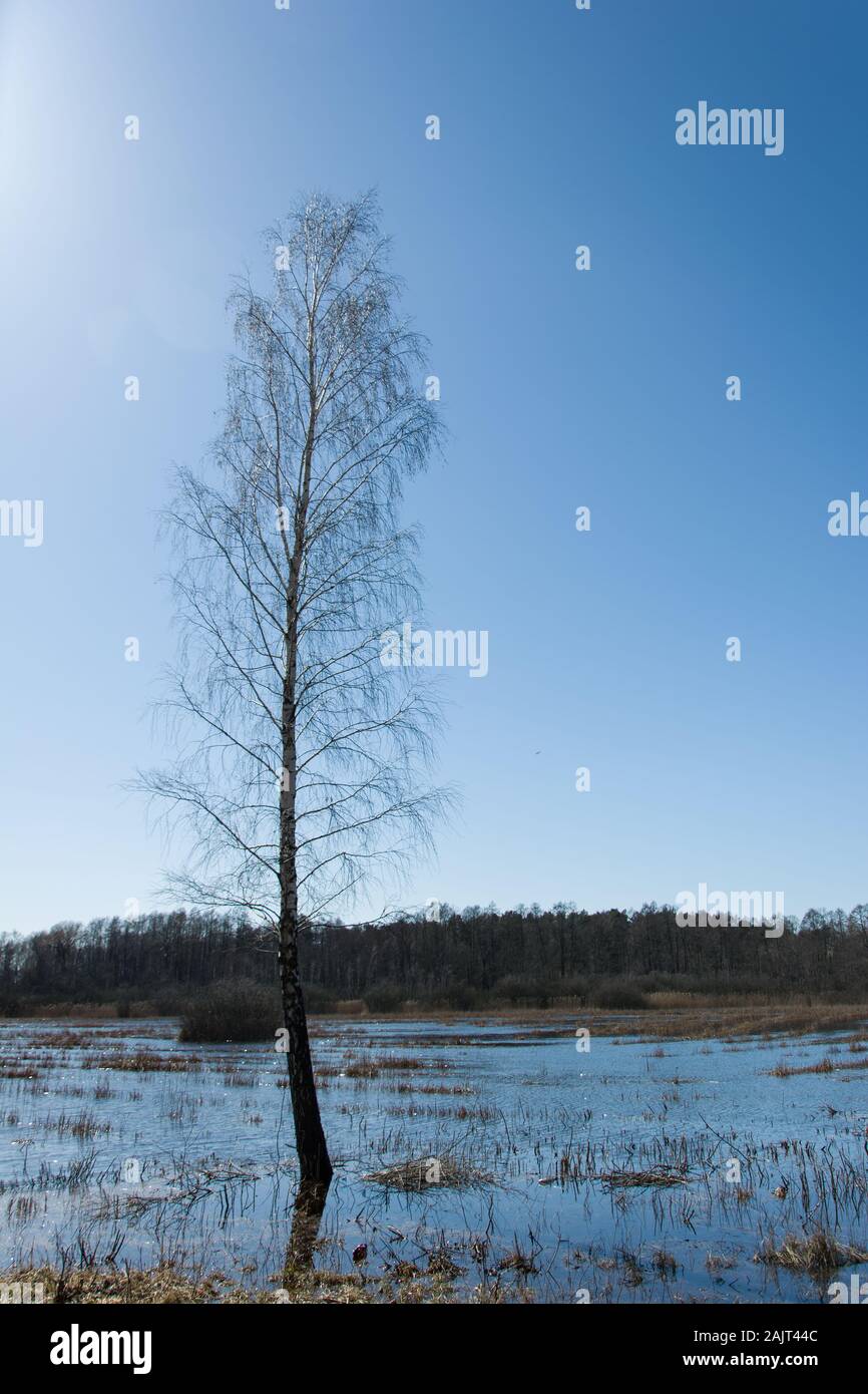 Birch tree growing in water Stock Photo - Alamy