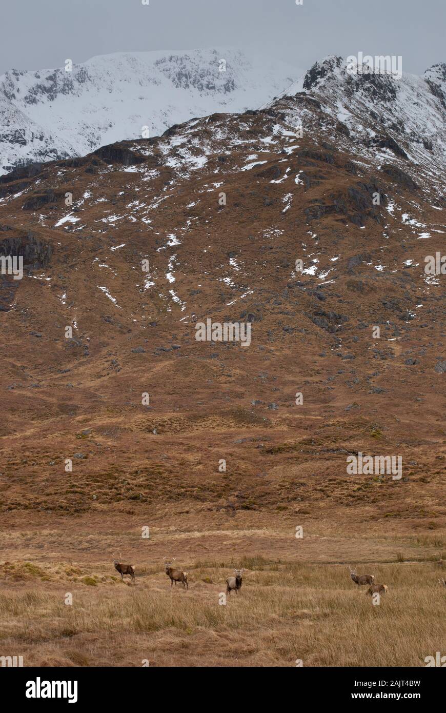 Red deer (Cervus elaphus) in the Applecross hills, part of the North ...
