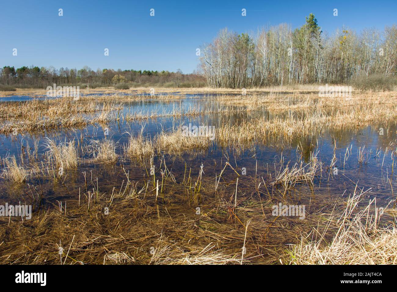 Meadow flooded with water Stock Photo - Alamy