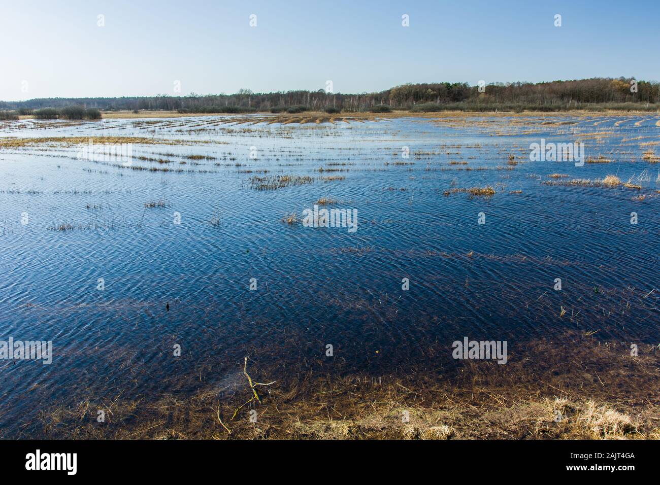 Swampy field hi-res stock photography and images - Alamy