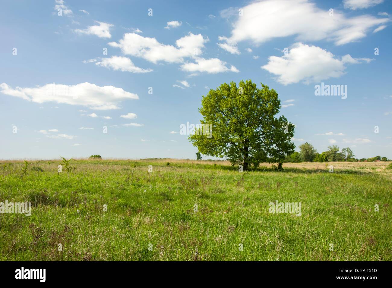 White clouds above the tree Stock Photo - Alamy