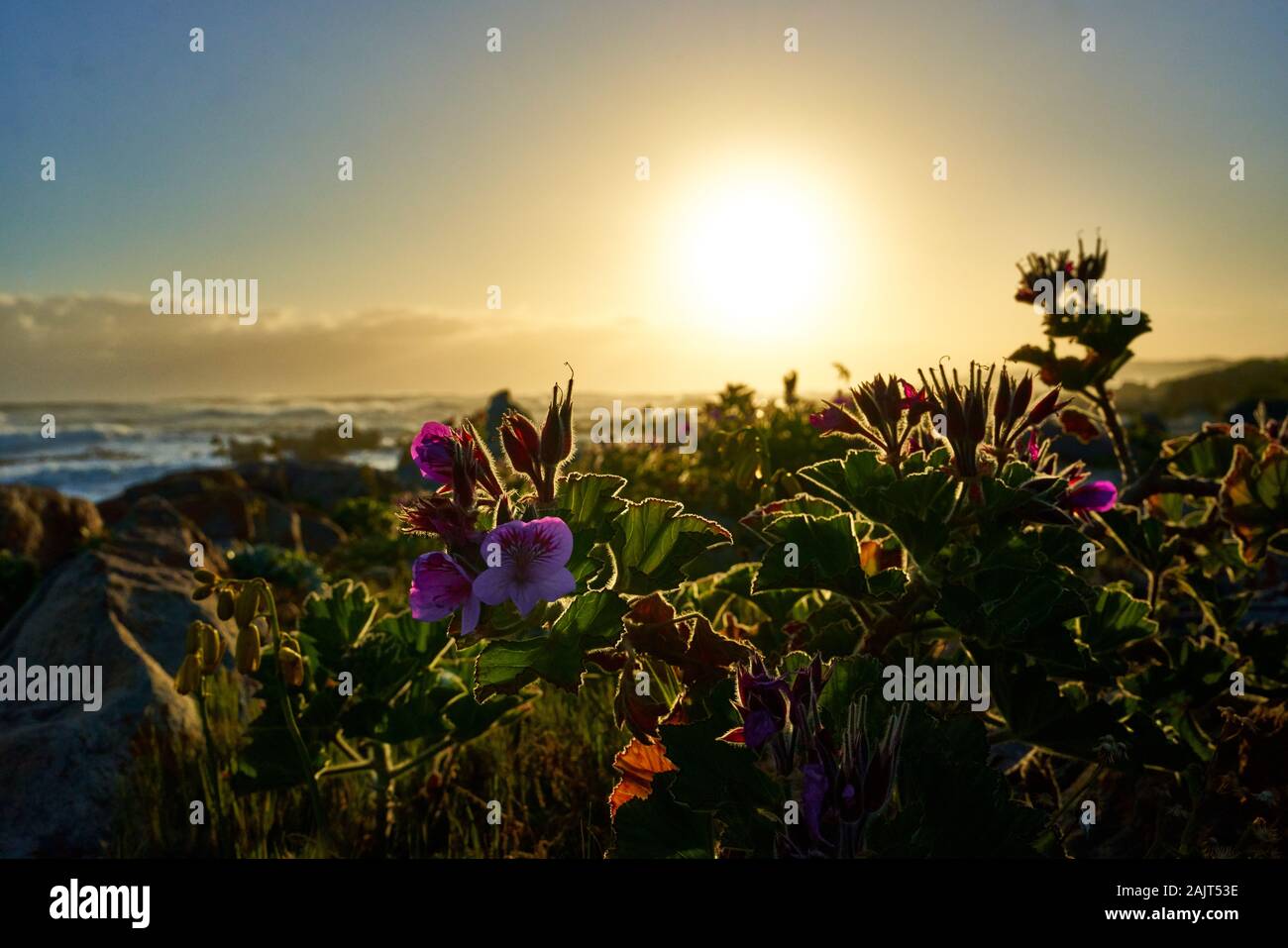Sea front of Hermanus in south Africa Stock Photo - Alamy