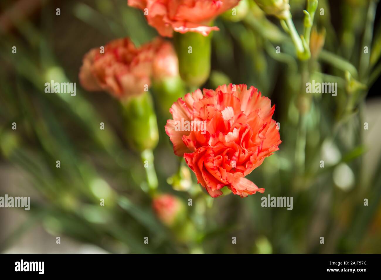 Orange carnation hi-res stock photography and images - Alamy