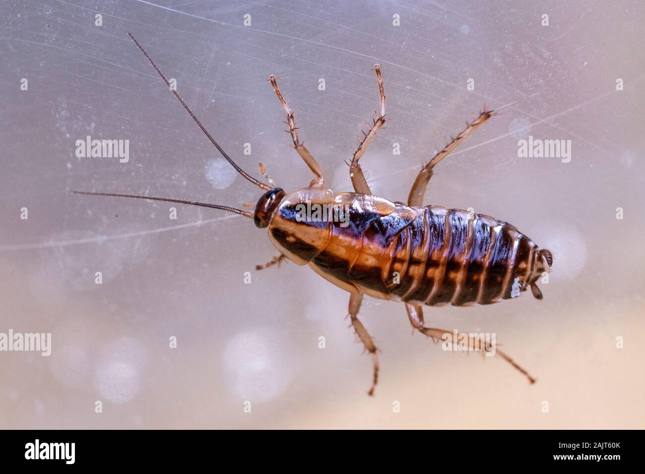 German cockroach (Blattella germanica Stock Photo - Alamy