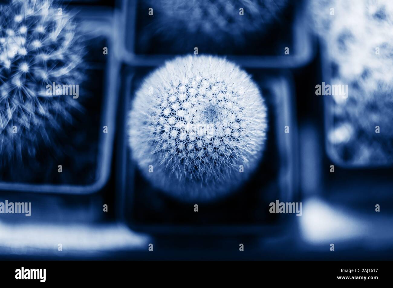 The 2020 color is classic blue. Blue cacti in pots. Color of the year ...