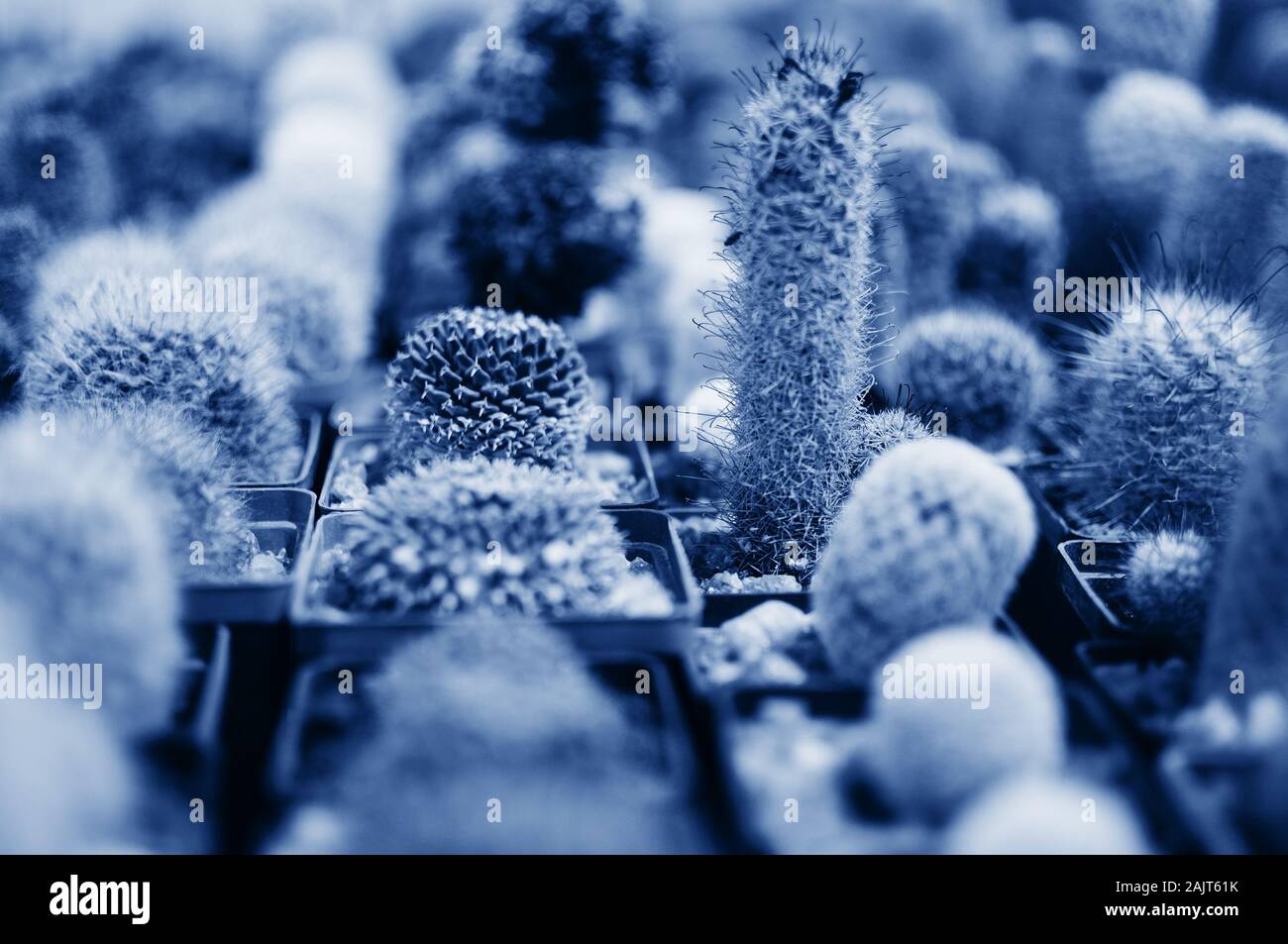 The 2020 color is classic blue. Blue cacti in pots. Color of the year ...
