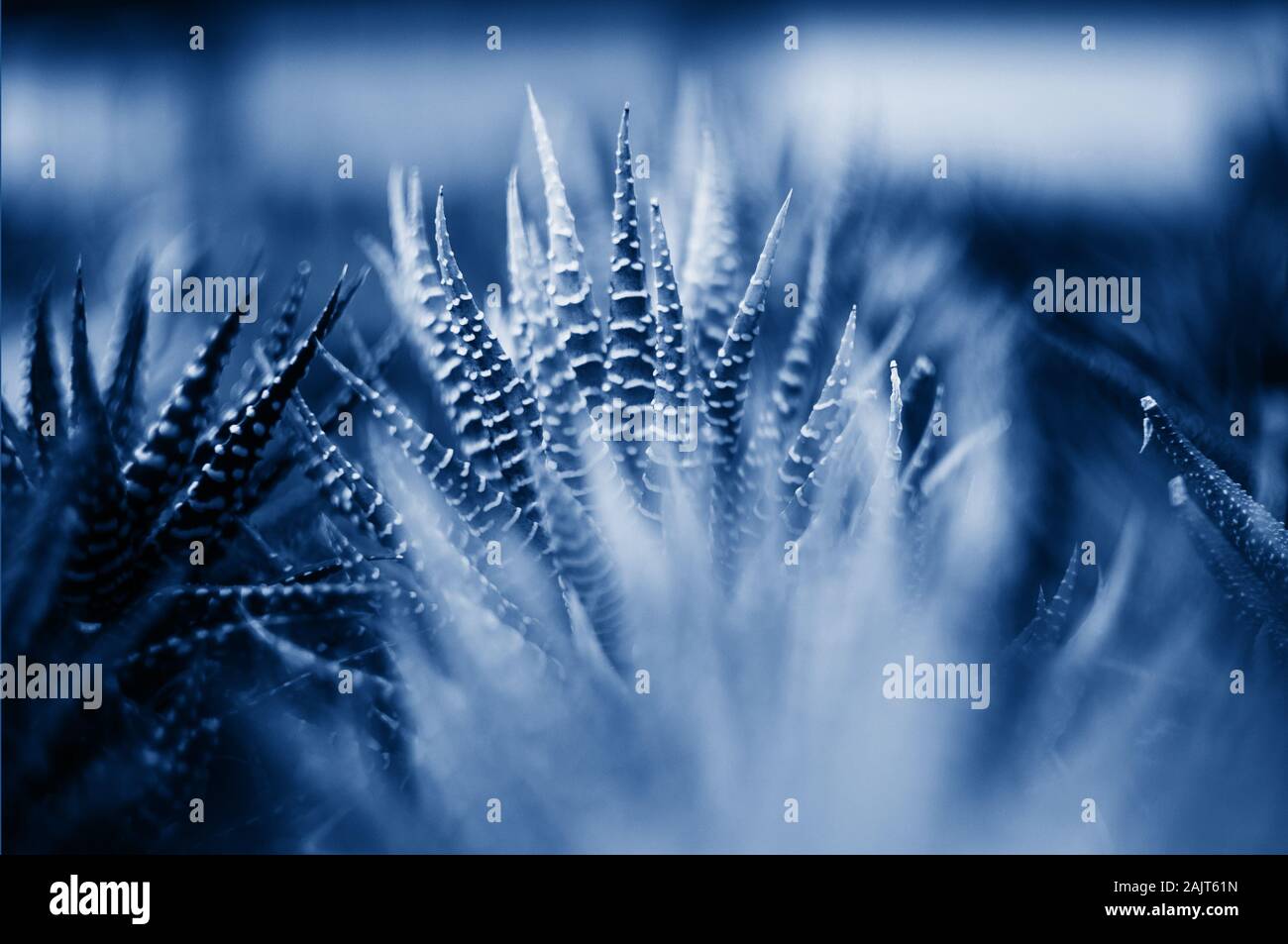 The 2020 color is classic blue. Blue cacti in pots. Color of the year ...