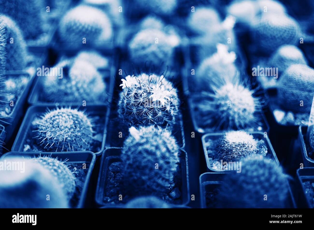 The 2020 color is classic blue. Blue cacti in pots. Color of the year ...