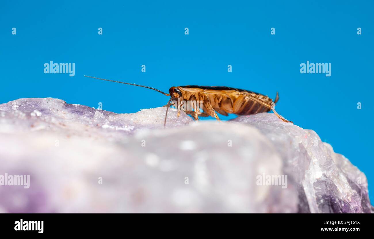 German cockroach (Blattella germanica Stock Photo - Alamy