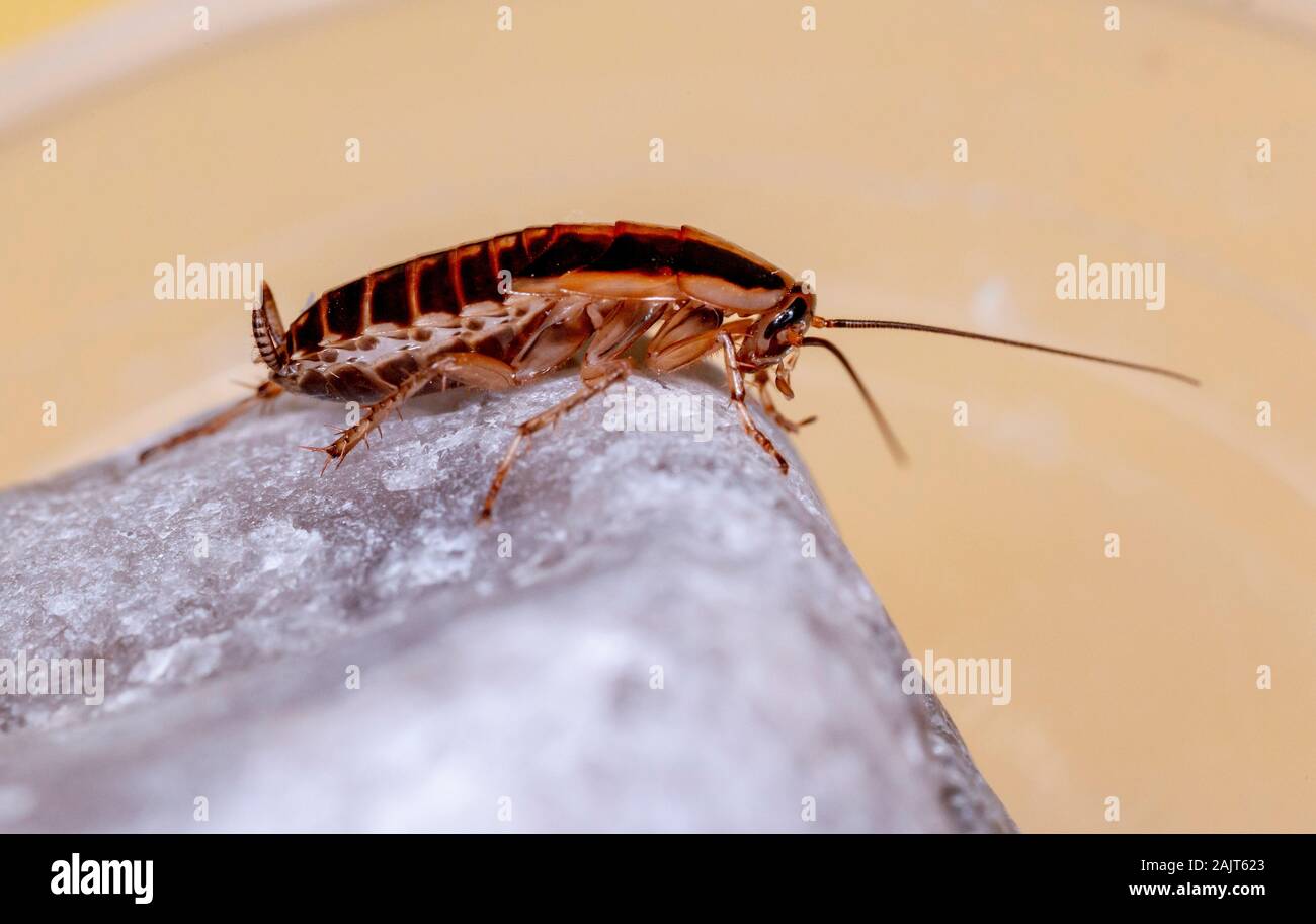 German cockroach (Blattella germanica Stock Photo - Alamy
