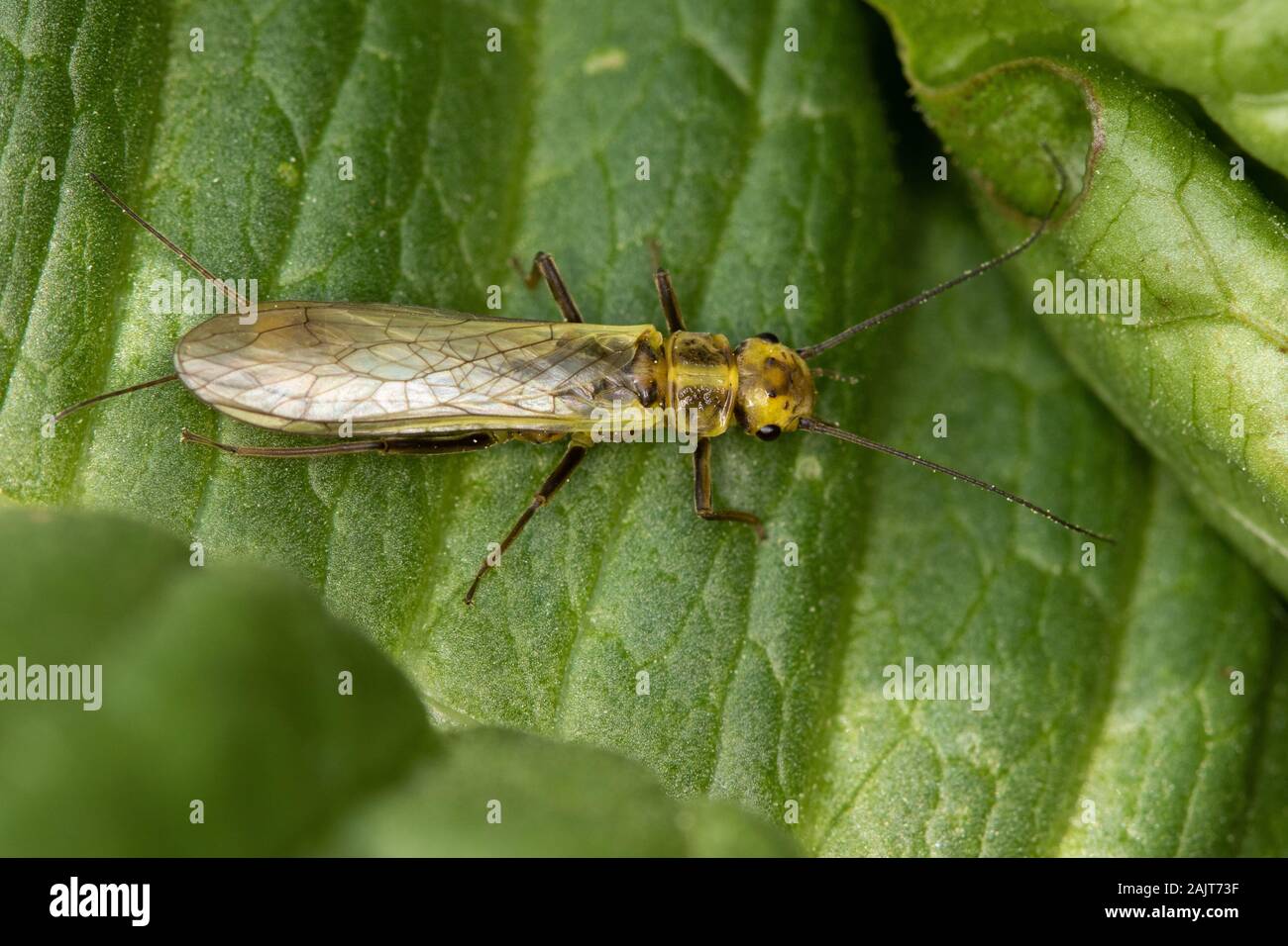 Isoperla curtata hi-res stock photography and images - Alamy