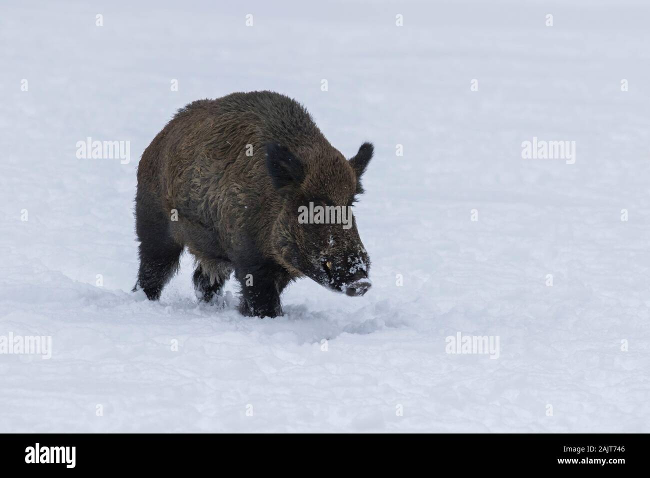 European wild boar with young animal in the snow hi-res stock ...