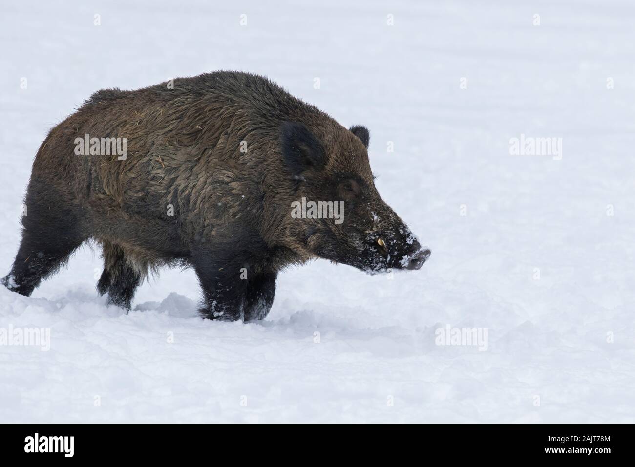 wild boar in winter Stock Photo - Alamy