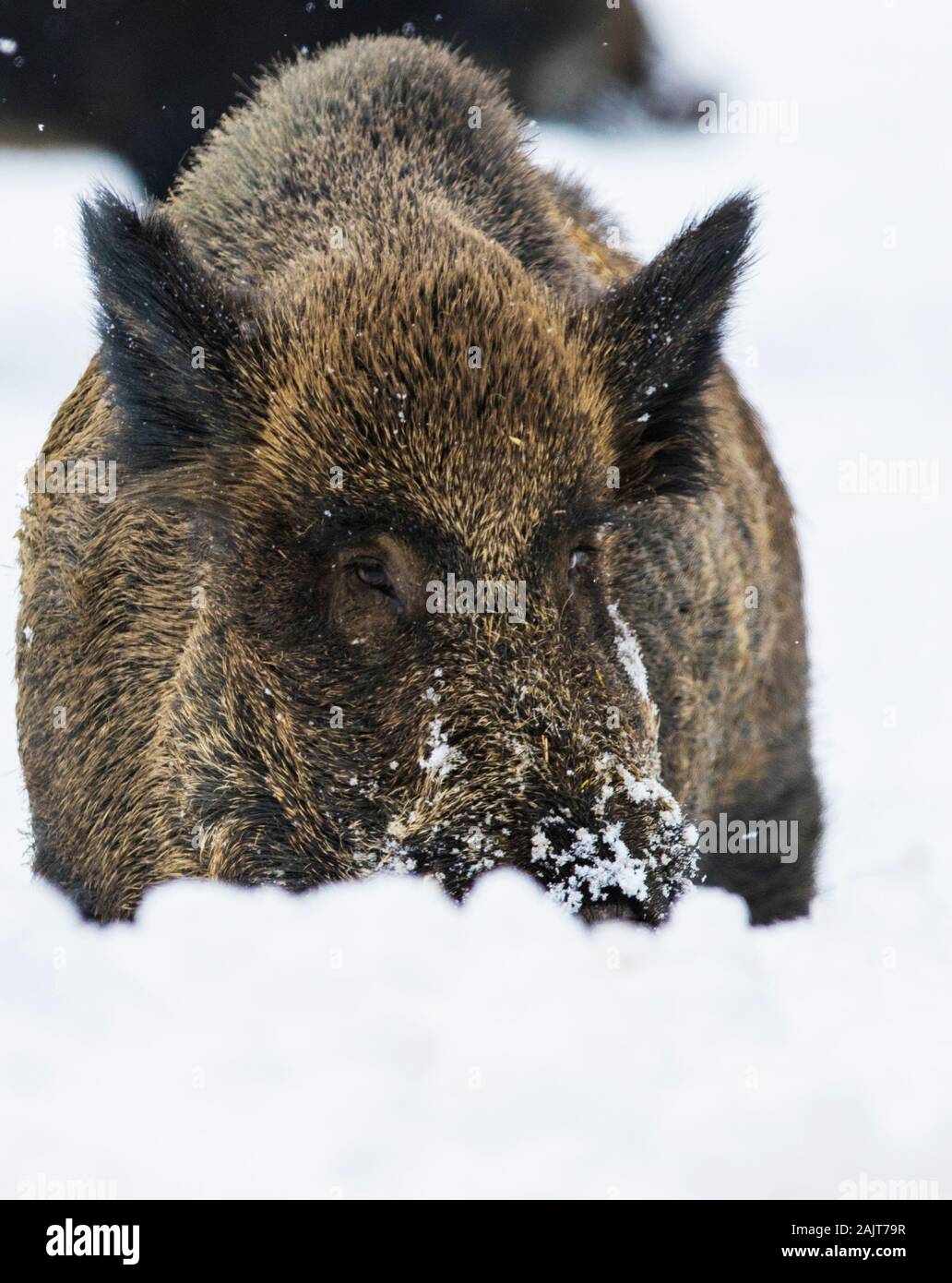 European wild boar with young animal in the snow hi-res stock ...